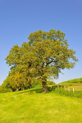 500 French oak Stock Pictures, Editorial Images and Stock Photos ...