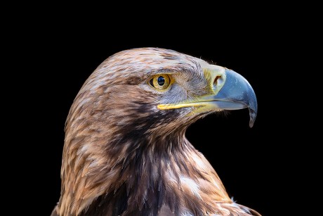 500 Imperial eagle Stock Pictures, Editorial Images and Stock Photos ...