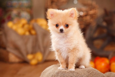 Mongrel Dog Puppy 12 Weeks Pomchi Editorial Stock Photo - Stock Image ...