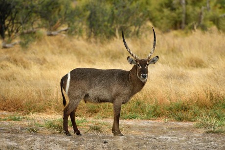 76 Common waterbuck Stock Pictures, Editorial Images and Stock Photos ...