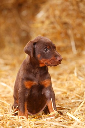 250 Doberman dog Stock Pictures, Editorial Images and Stock Photos ...
