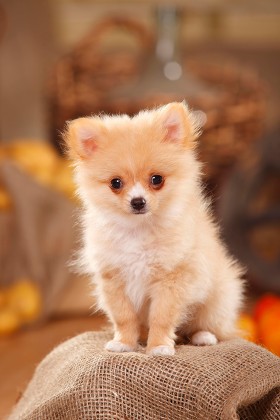 Mongrel Dog Puppy 12 Weeks Pomchi Editorial Stock Photo - Stock Image ...