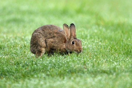 1,000 Cuniculus Stock Pictures, Editorial Images and Stock Photos ...