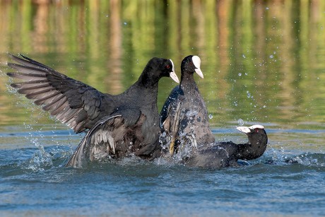 34 Coot family Stock Pictures, Editorial Images and Stock Photos ...