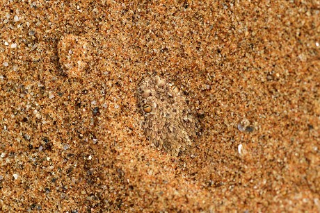 50 Bitis Stock Pictures, Editorial Images and Stock Photos | Shutterstock