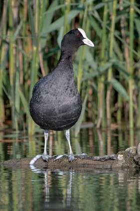 34 Coot family Stock Pictures, Editorial Images and Stock Photos ...