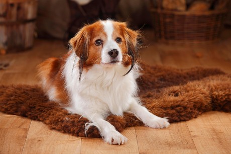 24 Dutch decoy dog Stock Pictures, Editorial Images and Stock Photos ...