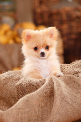Mongrel Dog Puppy 12 Weeks Pomchi Editorial Stock Photo - Stock Image ...