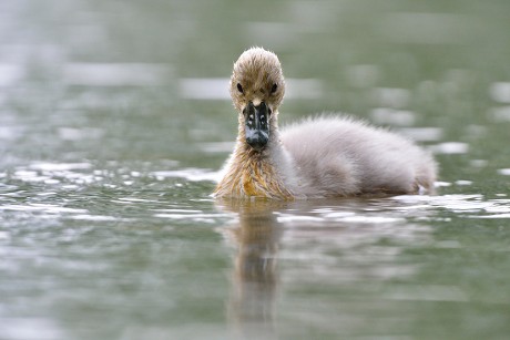 250 Duck fledgling Stock Pictures, Editorial Images and Stock Photos ...