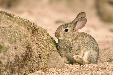 1,000 Oryctolagus Stock Pictures, Editorial Images and Stock Photos ...