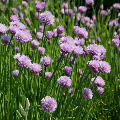 Chive Allium Schoenoprasum Editorial Stock Photo - Stock Image ...