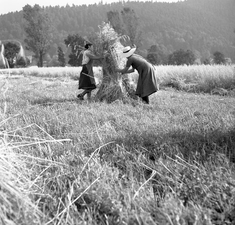 Women Collect Harvest Carry Hay Bales Editorial Stock Photo - Stock ...