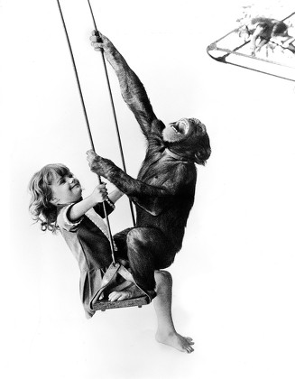 Chimpanzee Girl On Swing England Great Editorial Stock Photo - Stock ...