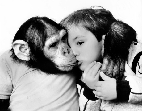 Chimpanzee Kisses Hugs Little Boy England Editorial Stock Photo - Stock ...