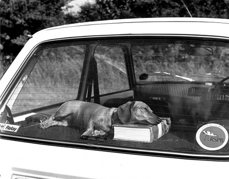 34 Siesta pillow Stock Pictures, Editorial Images and Stock Photos ...