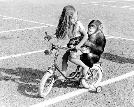 12 Training of chimpanzee Stock Pictures, Editorial Images and Stock ...