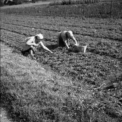 250 Post war labor Stock Pictures, Editorial Images and Stock Photos ...