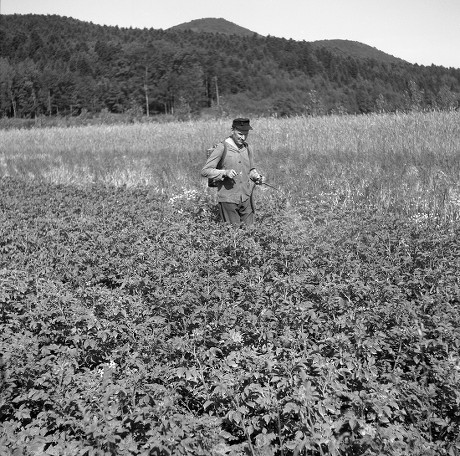 250 Post war labor Stock Pictures, Editorial Images and Stock Photos ...