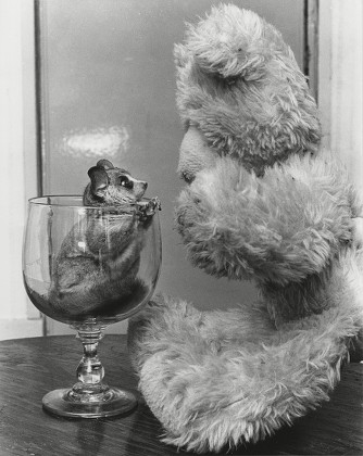 Rodent Sits Glass Looks Stuffed Animal Editorial Stock Photo - Stock ...