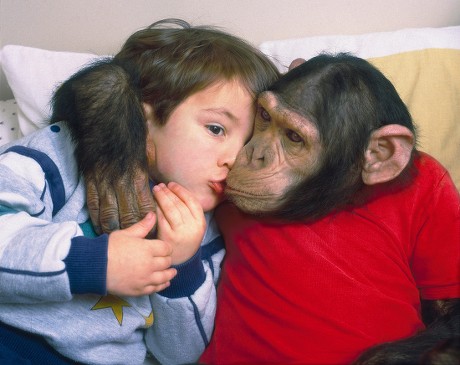 48 Trained chimpanzee Stock Pictures, Editorial Images and Stock Photos ...