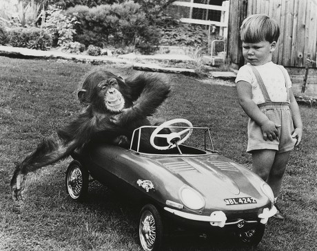 48 Trained chimpanzee Stock Pictures, Editorial Images and Stock Photos ...