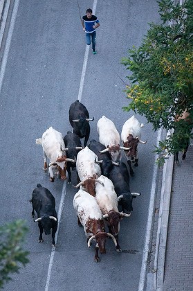 Six Fighting Bulls Victoriano Del Rio Editorial Stock Photo - Stock ...