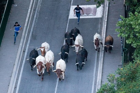 Six Fighting Bulls Victoriano Del Rio Editorial Stock Photo - Stock ...