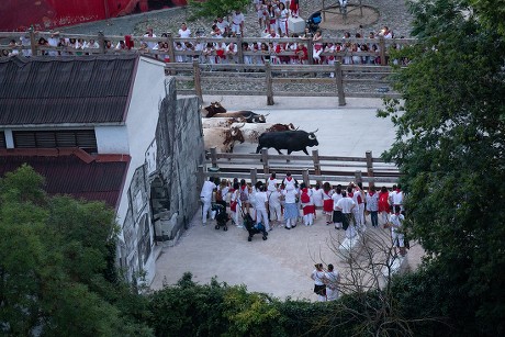 Six Fighting Bulls Victoriano Del Rio Editorial Stock Photo - Stock ...