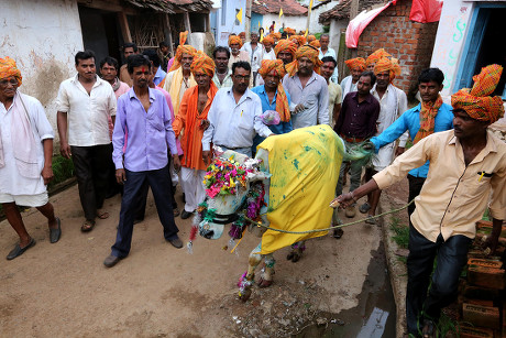imágenes de Cow and bull marriage ritual to appease rain god in Bhopal ...