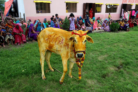 imágenes de Cow and bull marriage ritual to appease rain god in Bhopal ...
