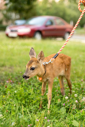 Juvenile Roe Deer Taken Walk By Editorial Stock Photo - Stock Image ...