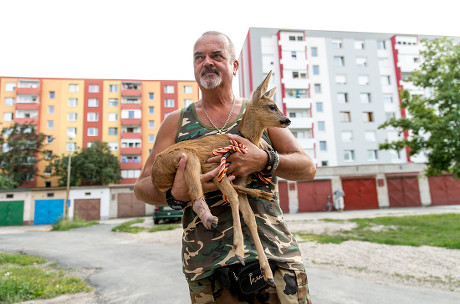Gabor Vendegh Holds Juvenile Roe Deer Editorial Stock Photo - Stock ...