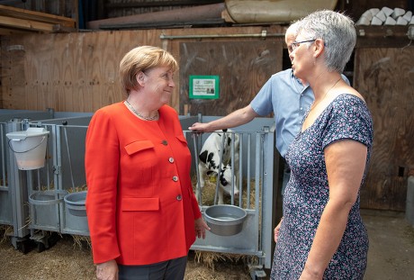 German Chancellor Angela Merkel Visits Calf Editorial Stock Photo ...