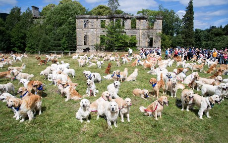 COMMEMORATING 150TH ANNIVERSARY BREED 361 GOLDEN Editorial Stock Photo ...