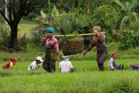Myanmar Women Plant Rice Paddy Field Editorial Stock Photo - Stock ...