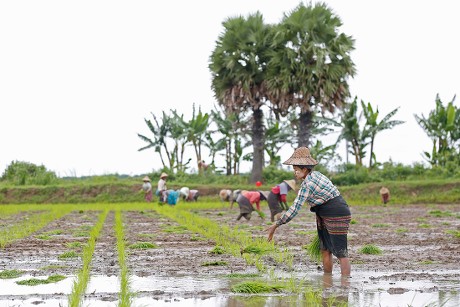 Myanmar Women Plant Rice Paddy Field Editorial Stock Photo - Stock ...