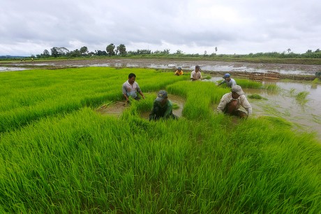 Myanmar Women Plant Rice Paddy Field Editorial Stock Photo - Stock ...