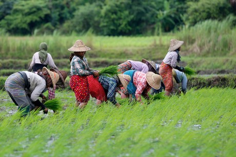 Myanmar Women Plant Rice Paddy Field Editorial Stock Photo - Stock ...