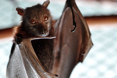 Small Flying Fox Indoor Enclosure Usti Editorial Stock Photo - Stock ...