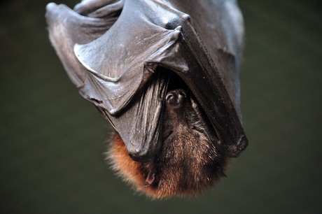 Small Flying Fox Indoor Enclosure Usti Editorial Stock Photo - Stock ...