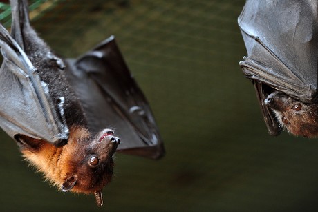 Small Flying Fox Indoor Enclosure Usti Editorial Stock Photo - Stock ...