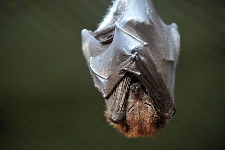 Small Flying Fox Indoor Enclosure Usti Editorial Stock Photo - Stock ...