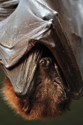 Small Flying Fox Indoor Enclosure Usti Editorial Stock Photo - Stock ...