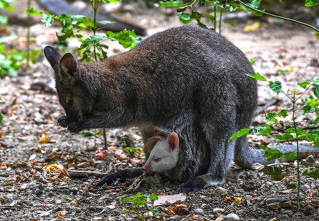 Baby Kangaroo Born Six Monthes Ago Editorial Stock Photo - Stock Image ...
