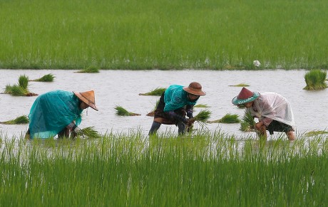 93 Myanmar rice export Stock Pictures, Editorial Images and Stock ...