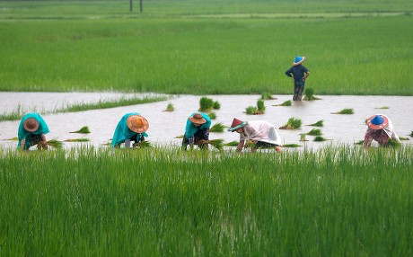Myanmar Women Plant Rice Paddy Field Editorial Stock Photo - Stock ...