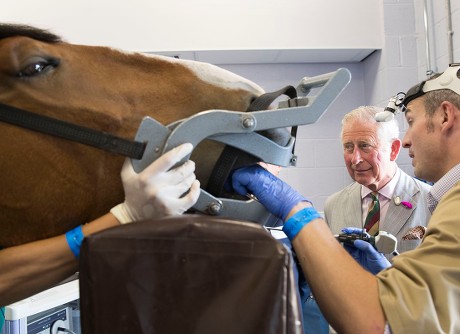 Prince Charles Looks Sedated Horse Undergoing Editorial Stock Photo ...