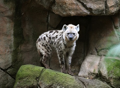 Spotted Hyena Inspects New Enclosure Adelaide Editorial Stock Photo ...