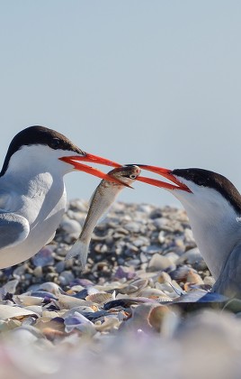 Common Terns Share Fish Editorial Stock Photo - Stock Image | Shutterstock