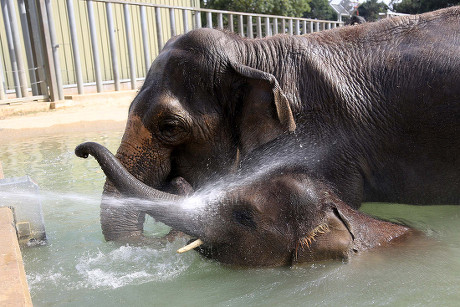 Animals cooling off in the heatwave, Whipsnade Zoo, UK - 25 Jul 2018 ...